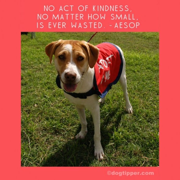 Famous Dog Quotes QuotesGram