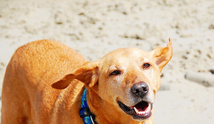 150+ Caribbean Dog Names that Will Make You Smile! Caribbean Dog Names ...