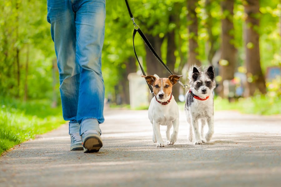 8 Reasons to Walk Your Dog!