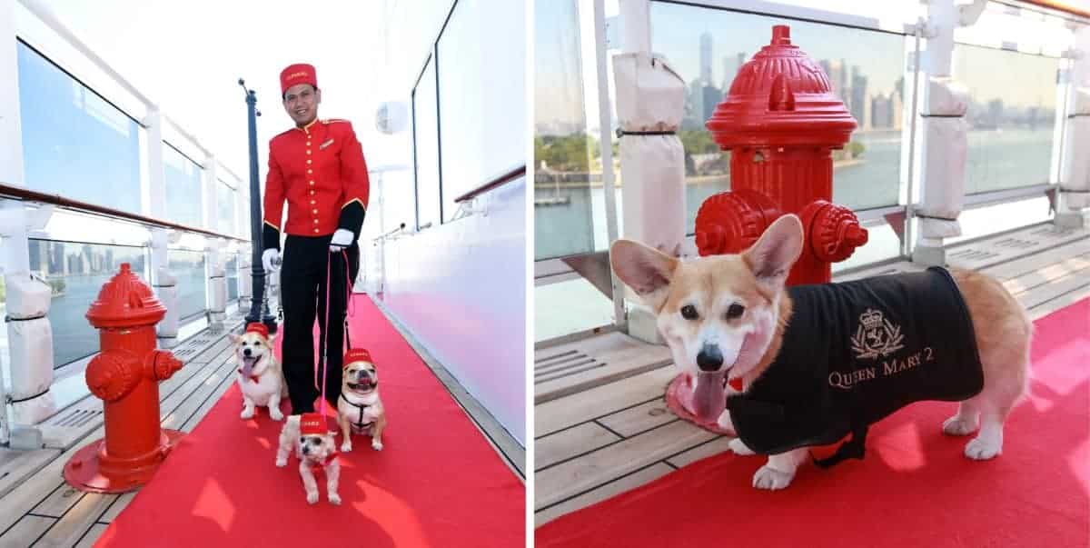 Westminster Winner to Sail on Queen Mary 2