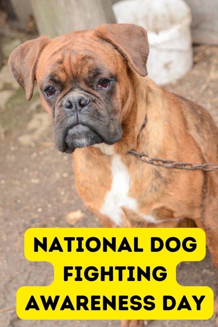 National Dog Fighting Awareness Day - Stars Lend Their Support
