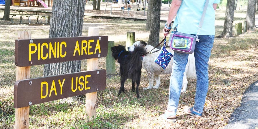 10 Fun Ways to Celebrate Spring with Your Dog