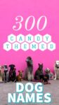 170+ Shy Dog Names for Your Quiet Companion
