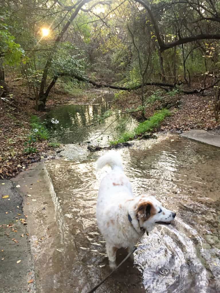 10 Fun Ways to Celebrate Spring with Your Dog