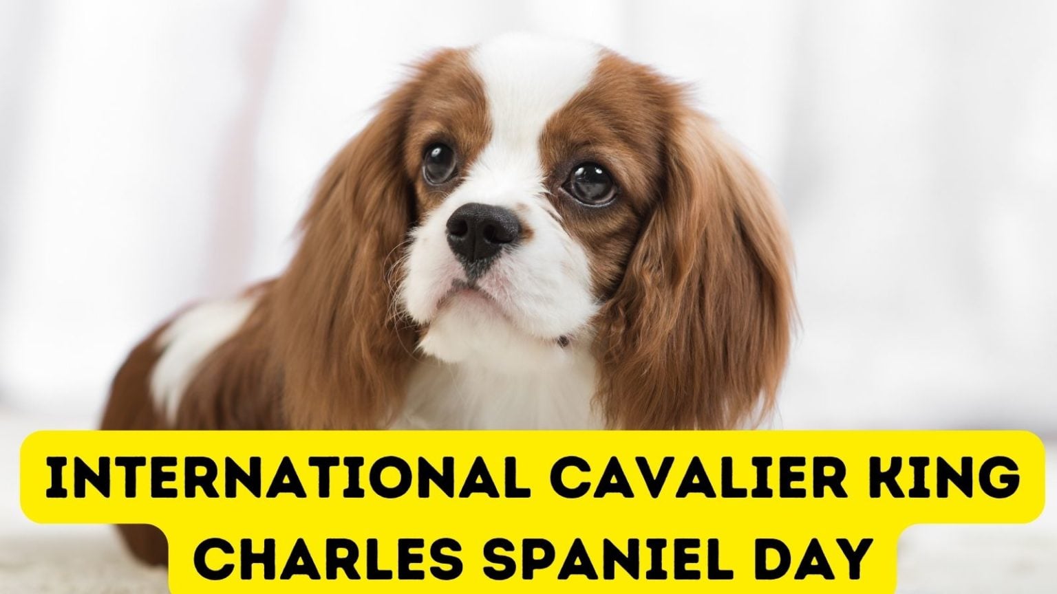 International Cavalier King Charles Spaniel Day