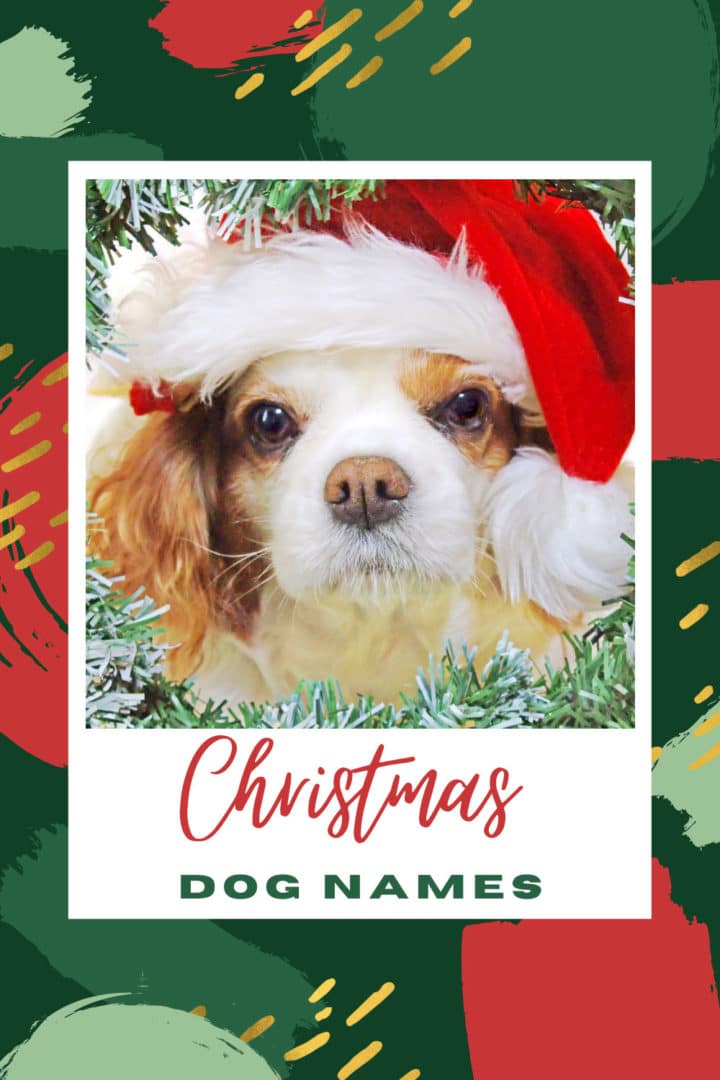 130+ Christmas Dog Names for Holiday Puppies! 130 Christmas Dog Names
