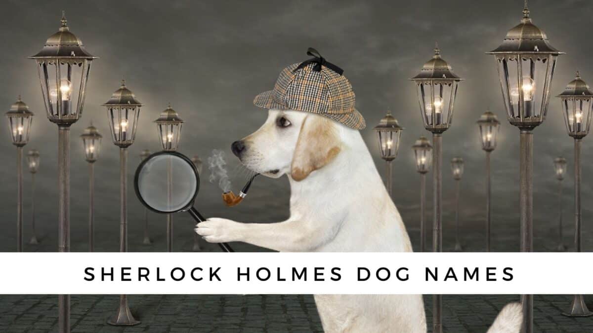 180 Goth Dog Names: Darkly Romantic Choices for Your Pup