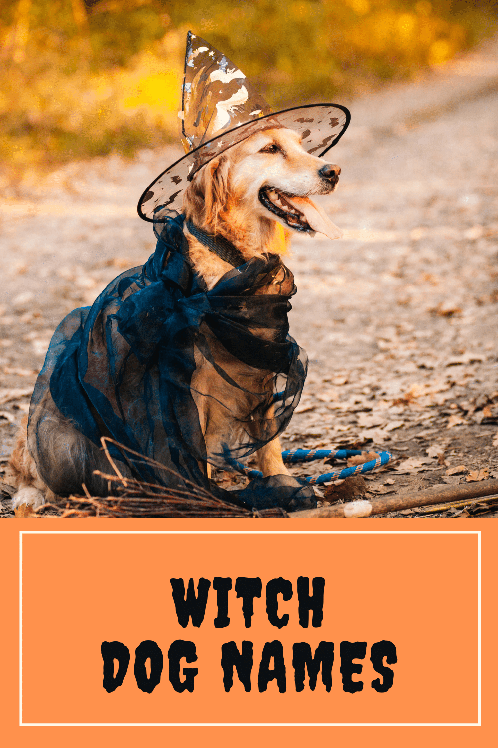 180 Halloween Dog Names - Petsyclopedia News