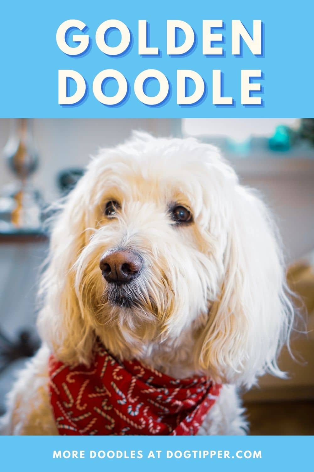 110+ Doodle Breeds - Mixes of Poodles to Make You Smile!