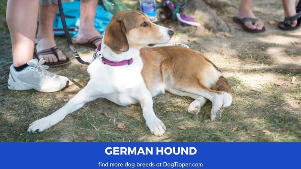 Dog Breeds that Start with G | Dog Breeds A-Z