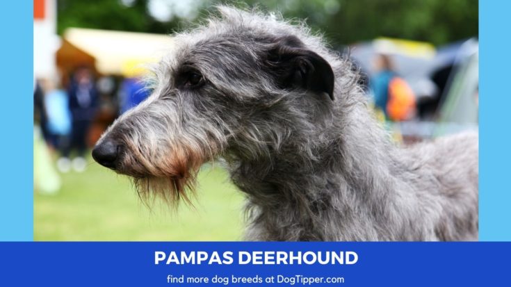 Dog Breeds that Start with P | Dog Breeds A-Z