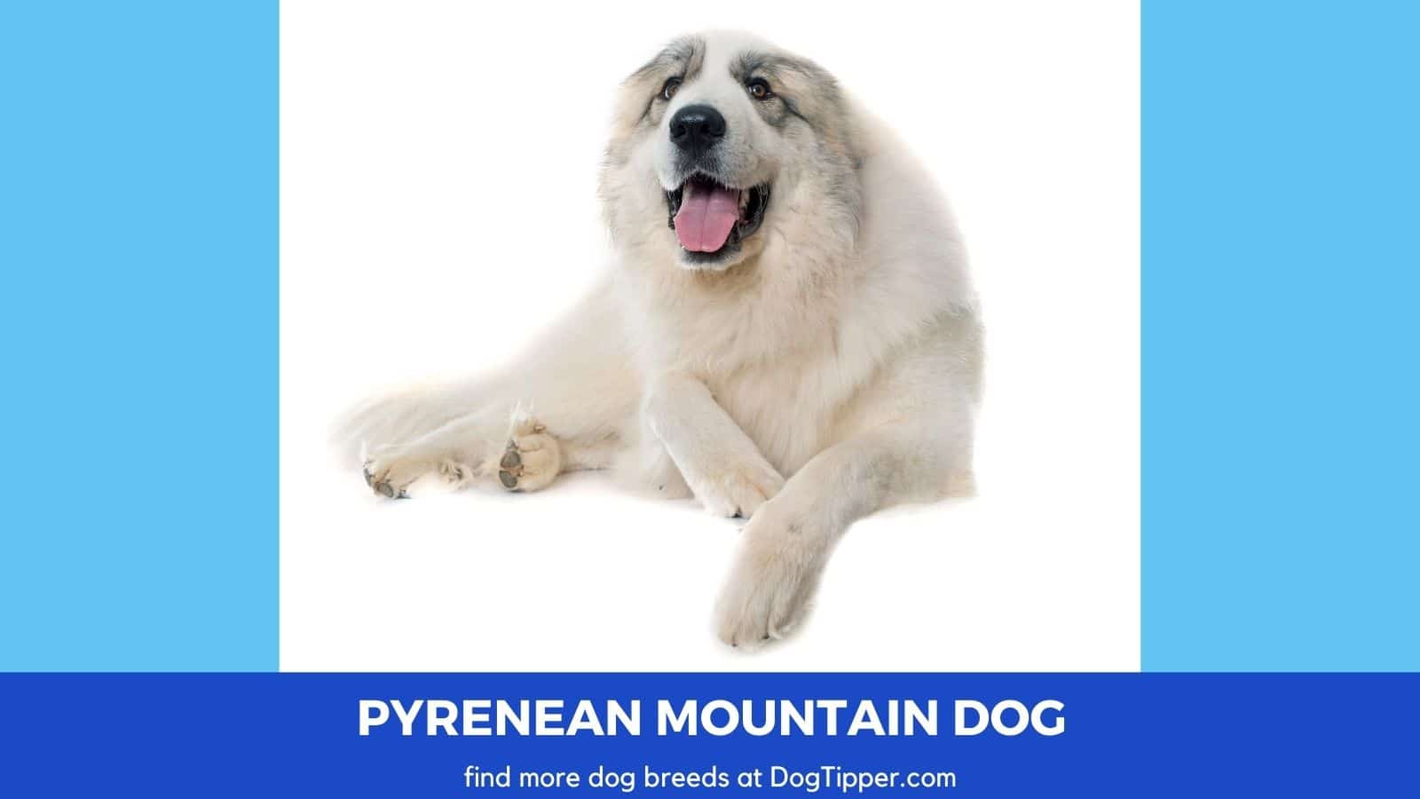 Dog Breeds that Start with P | Dog Breeds A-Z