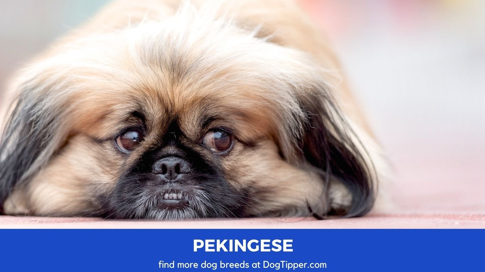 Dog Breeds that Start with P | Dog Breeds A-Z
