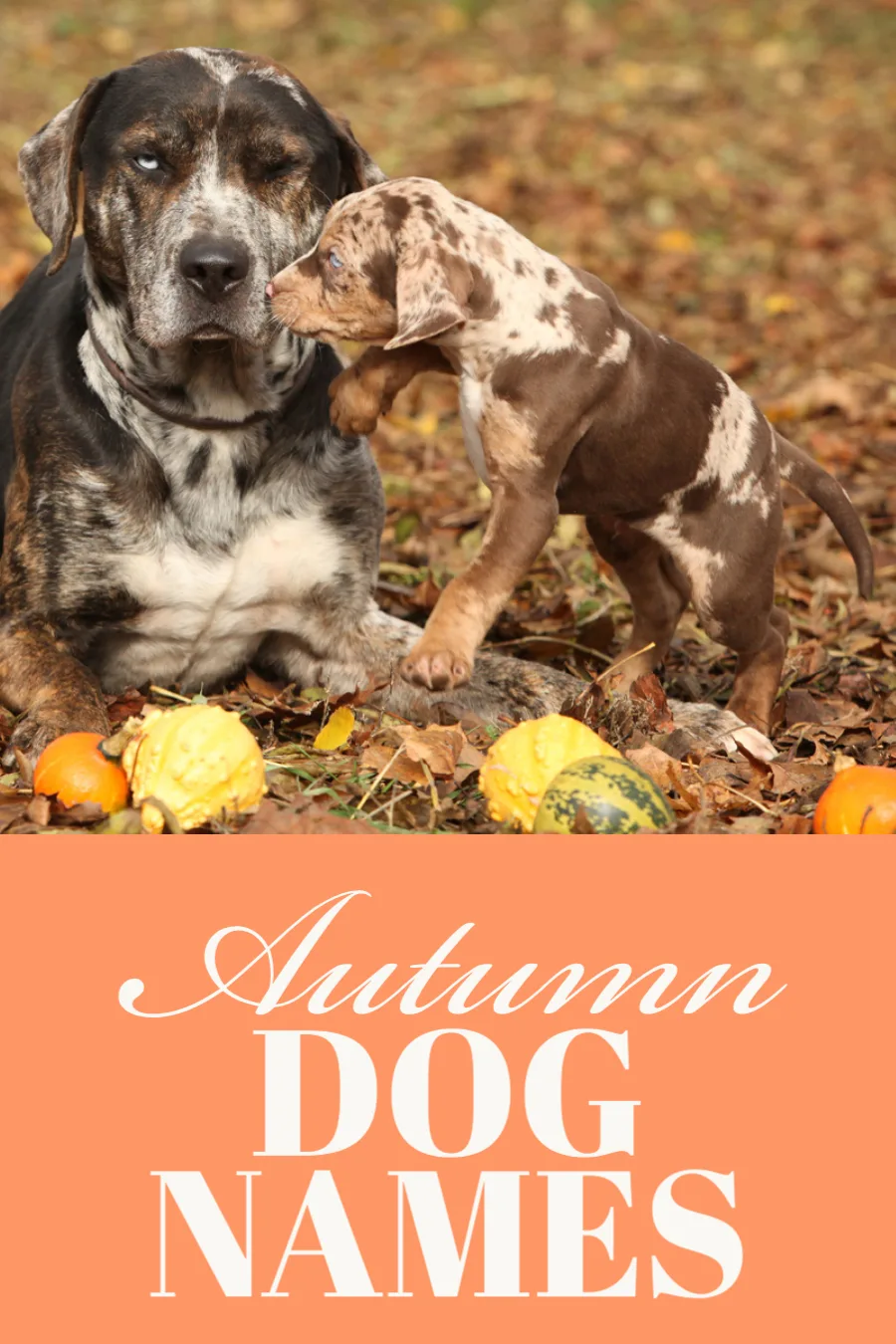 DogTipper: Tips for Celebrating Life with Your Dog!