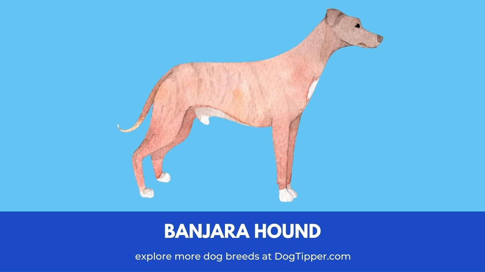 Dog Breeds that Start with B | Dog Breeds A-Z