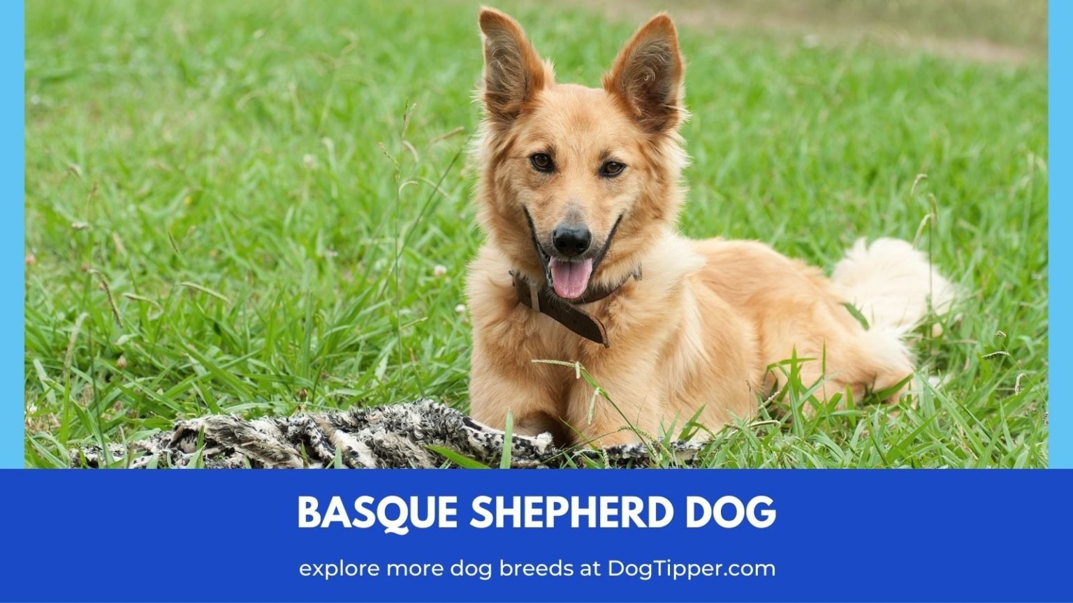Dog Breeds that Start with B | Dog Breeds A-Z