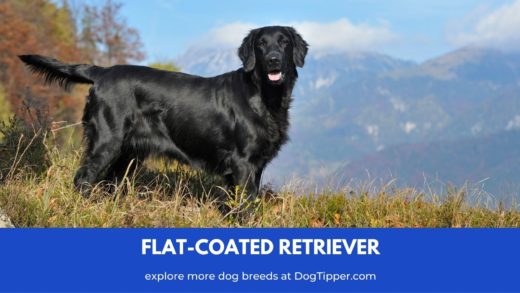 Dog Breeds that Start with F | Dog Breeds A-Z