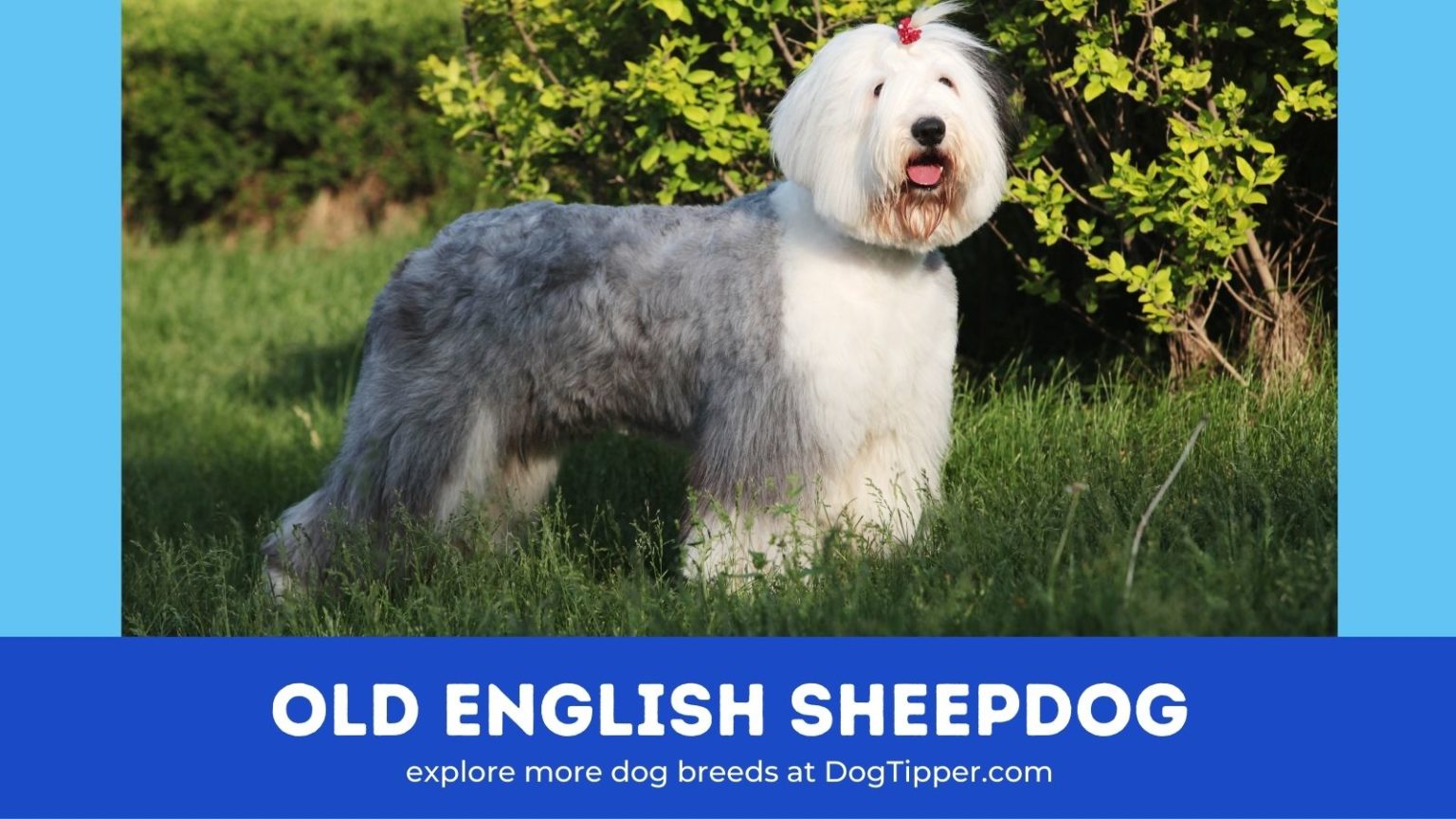 Dog Breeds that Start with O | Dog Breeds A-Z