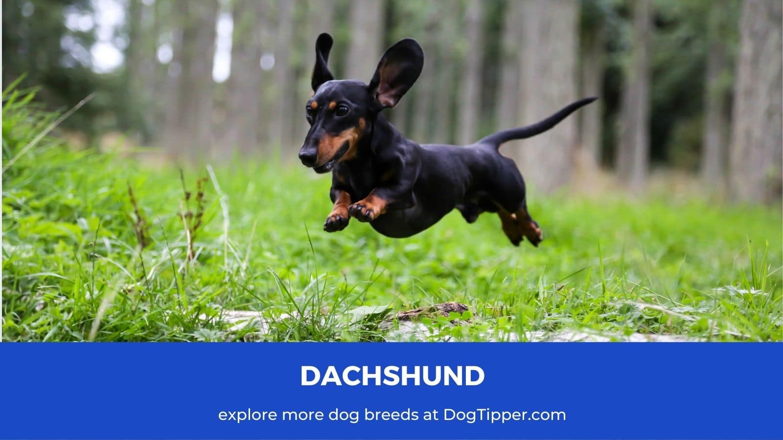 Can A Dogo Guatemalteco Live In New Zealand