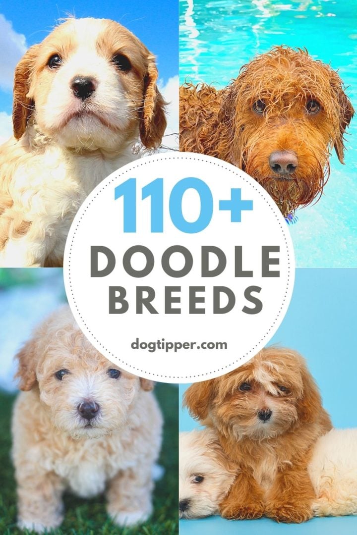 110+ Doodle Breeds - Mixes of Poodles to Make You Smile!