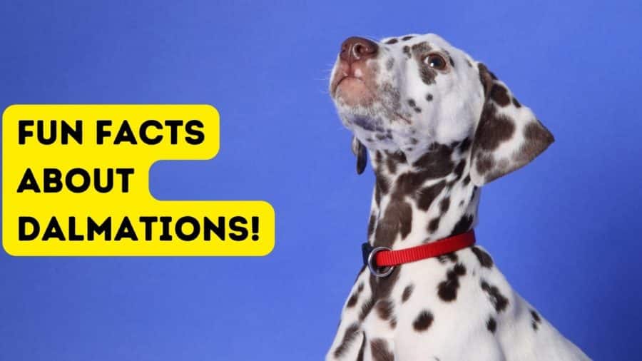 Fun Facts About Dalmatians Fun Facts About Dalmatians