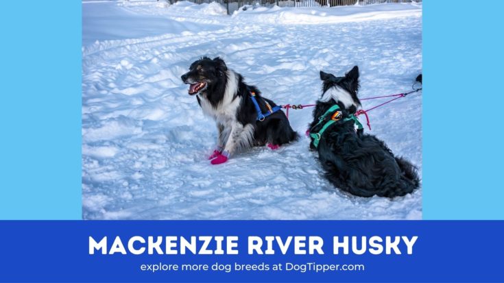 Dog Breeds that Start with M | Dog Breeds A-Z