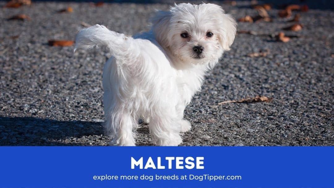 Dog Breeds that Start with M | Dog Breeds A-Z