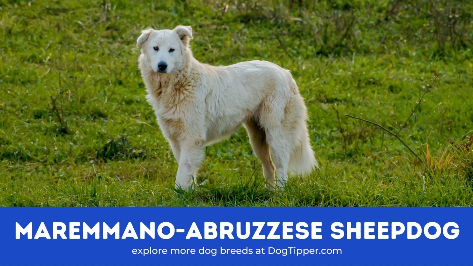 Dog Breeds that Start with M | Dog Breeds A-Z