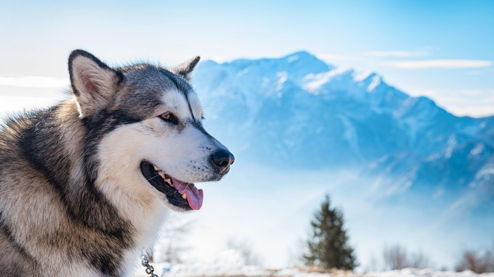 Fun Facts for Alaskan Malamute Day - Petsyclopedia News