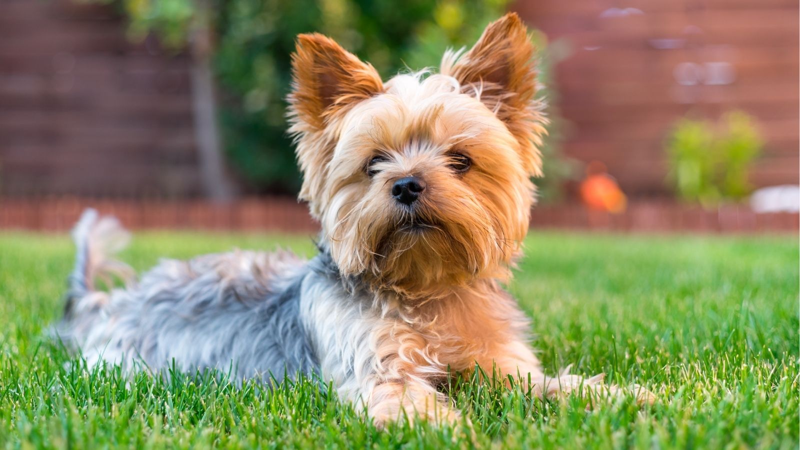 National Yorkshire Terrier Day