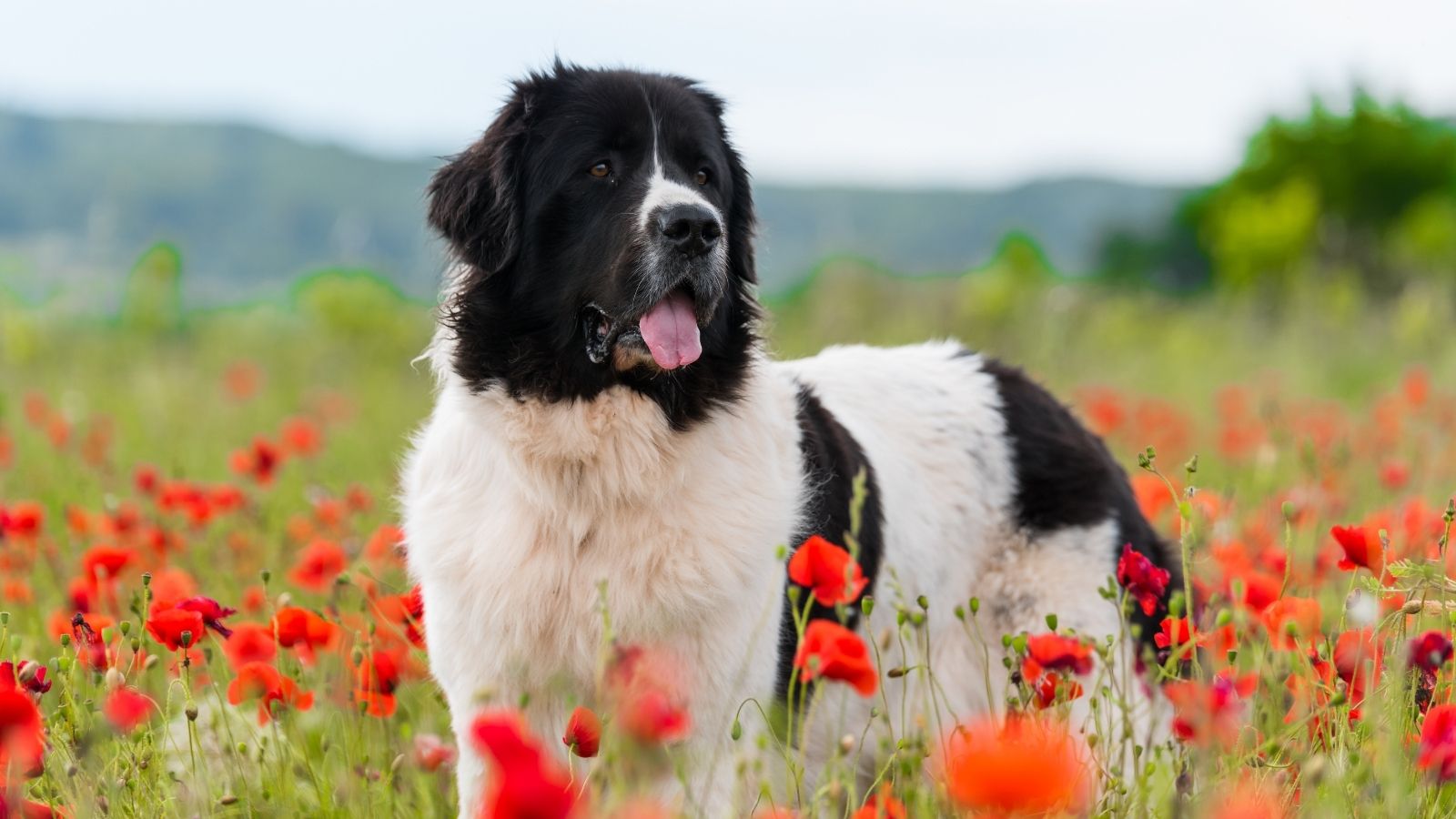 National Newfoundland Dog Day - Petsyclopedia News