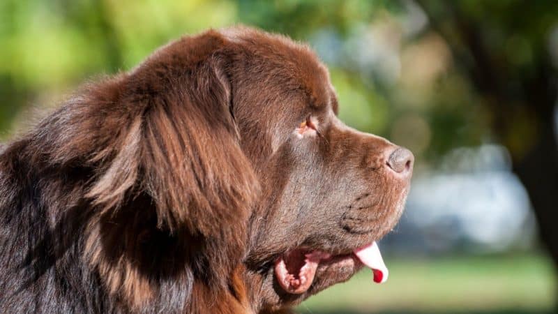 National Newfoundland Dog Day