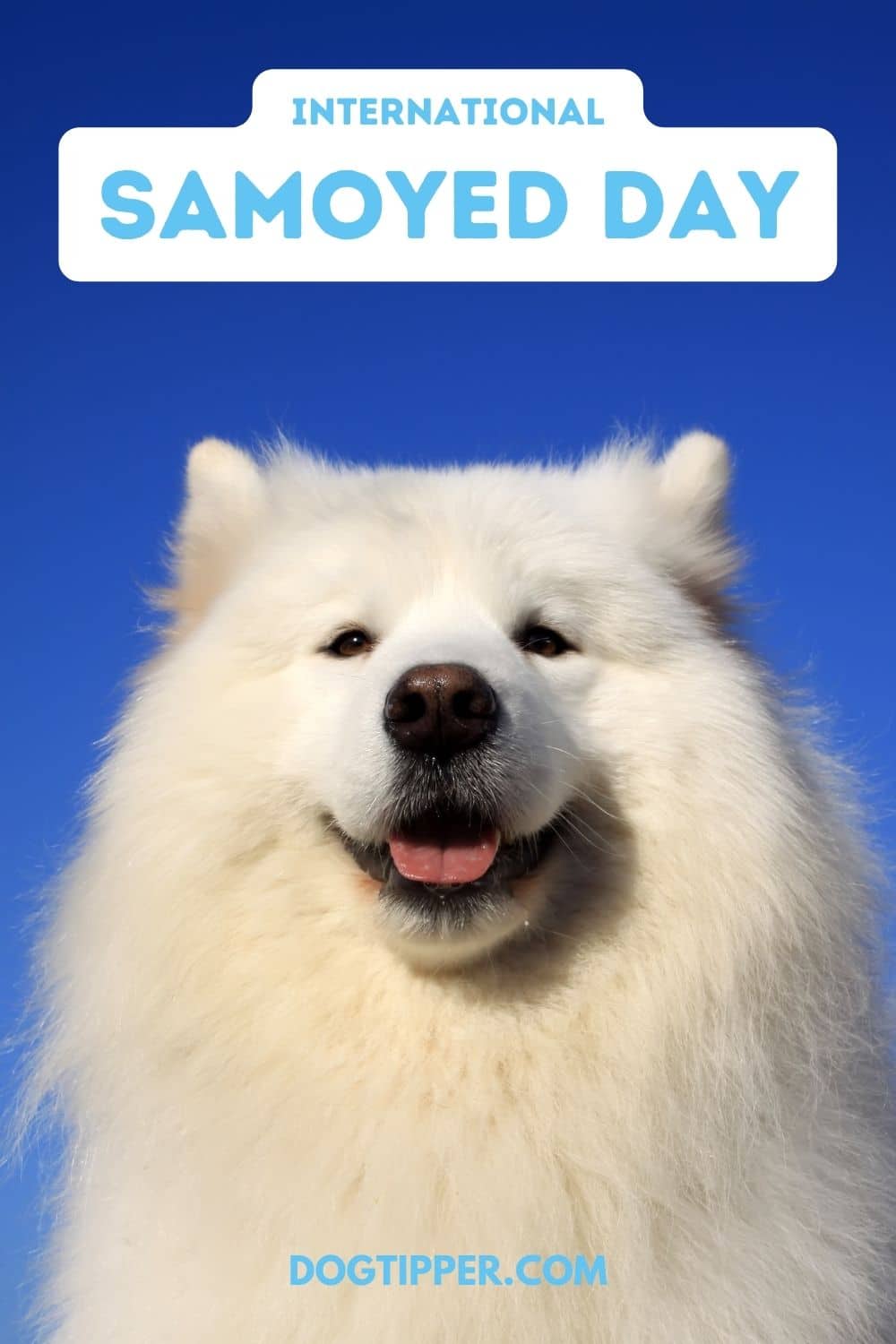 International Samoyed Day: Fun Facts About This Beautiful Dog