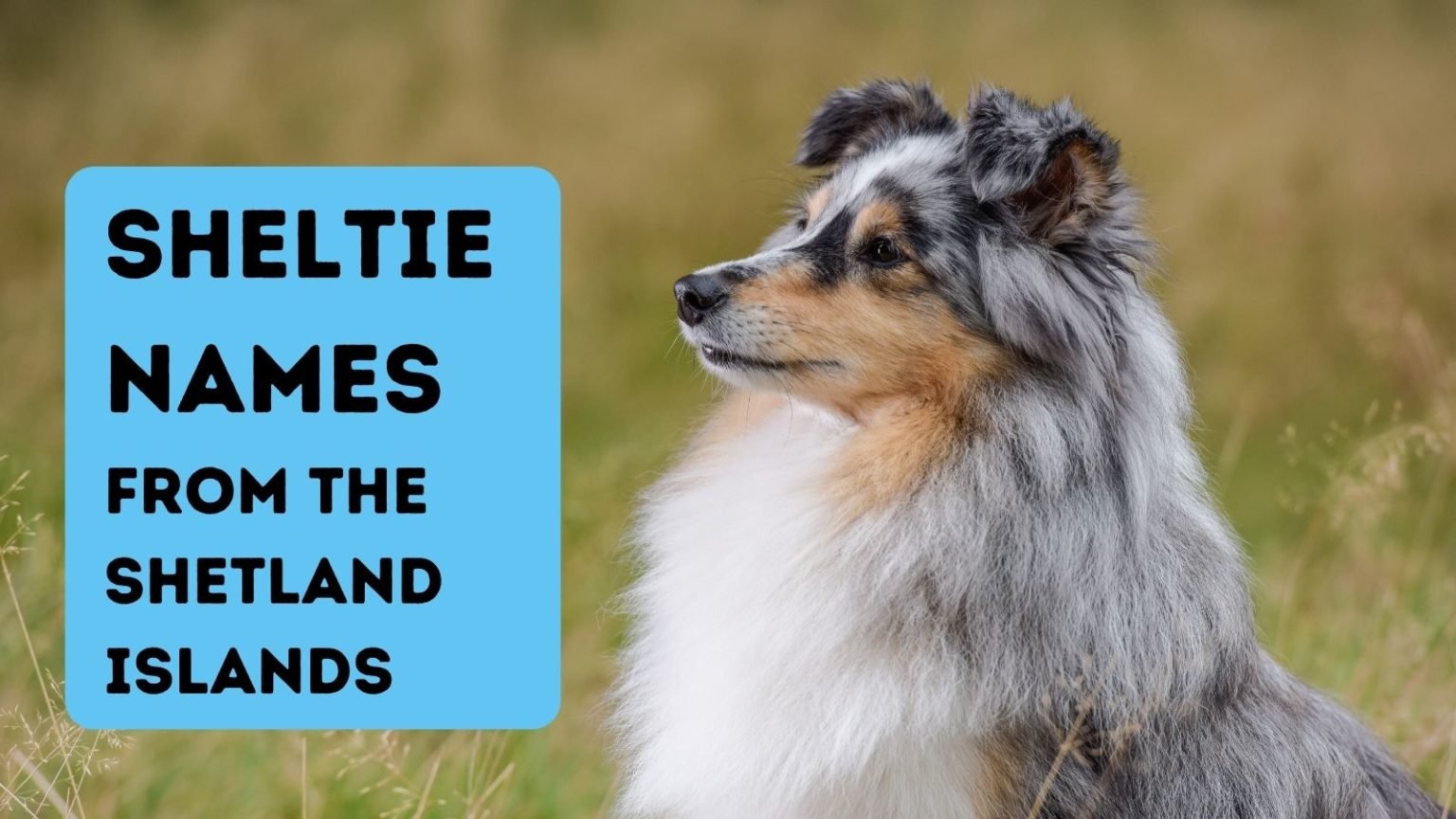 Sheltie Names from the Shetland Islands!