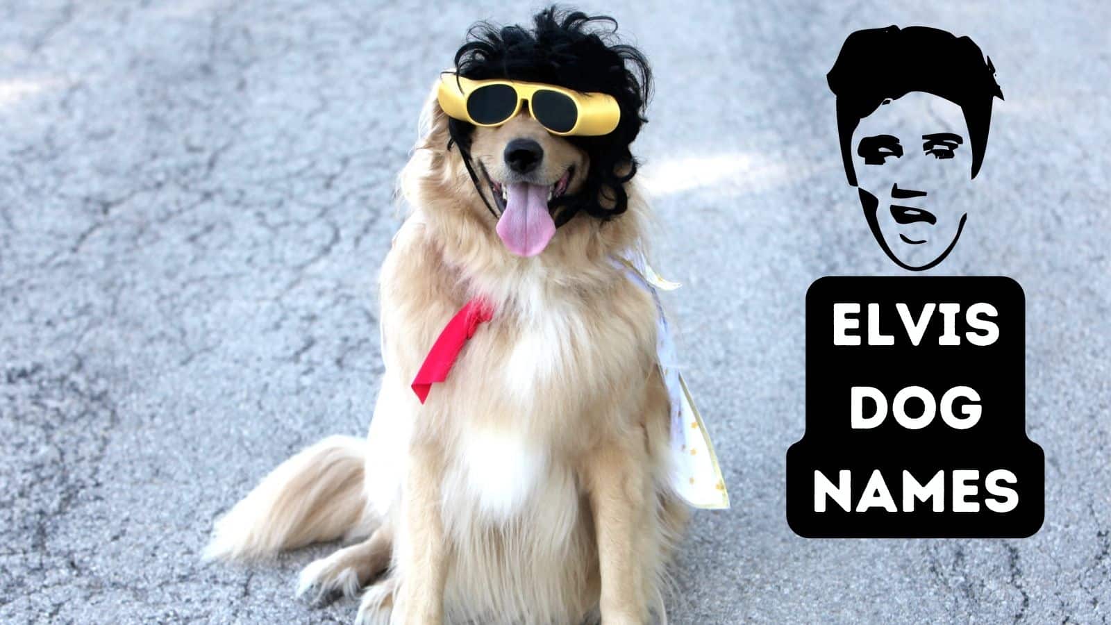 Elvis Dog Names Inspired by Elvis' Pets, Movie Roles and More
