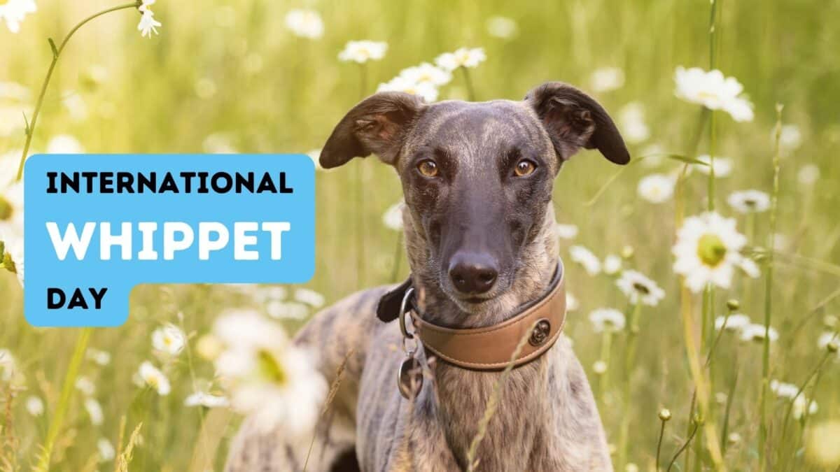 International Whippet Day