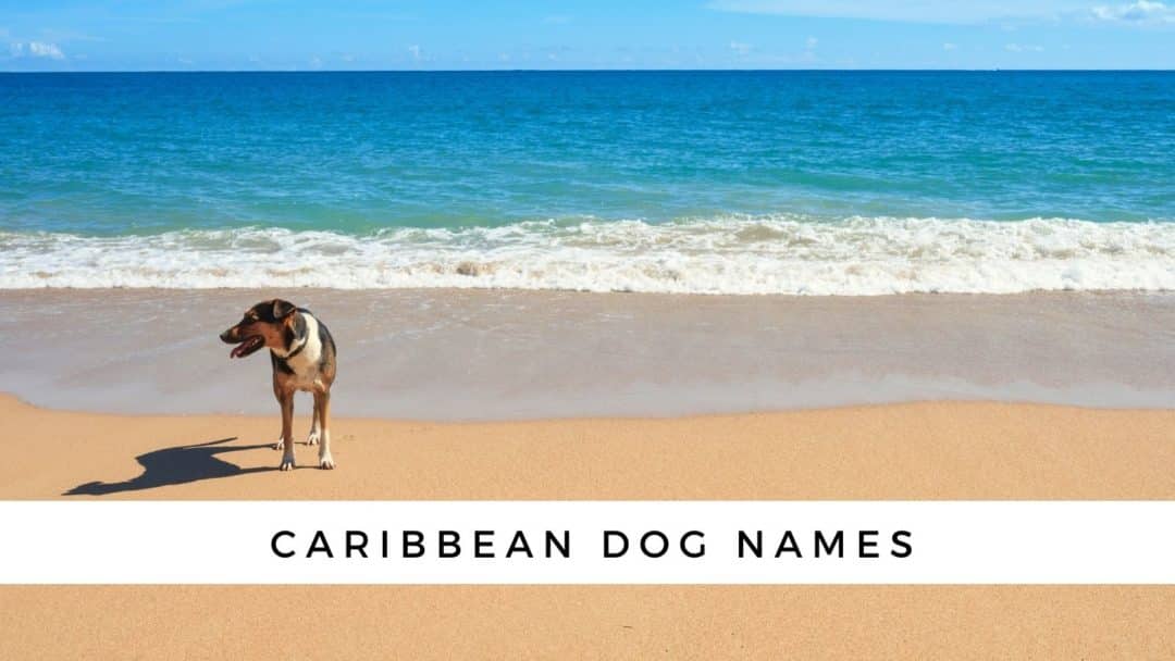 150+ Caribbean Dog Names that Will Make You Smile! Caribbean Dog Names ...