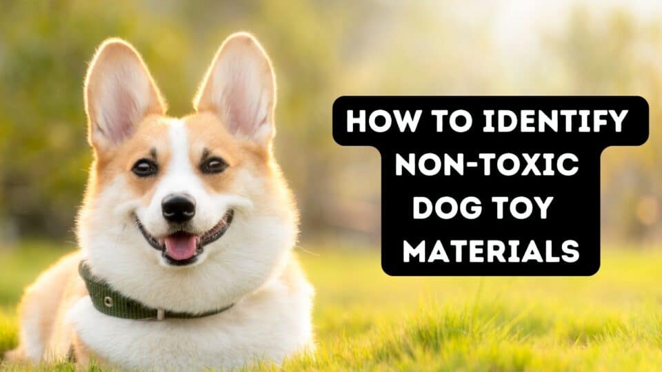 How to Identify Non-Toxic Dog Toy Materials