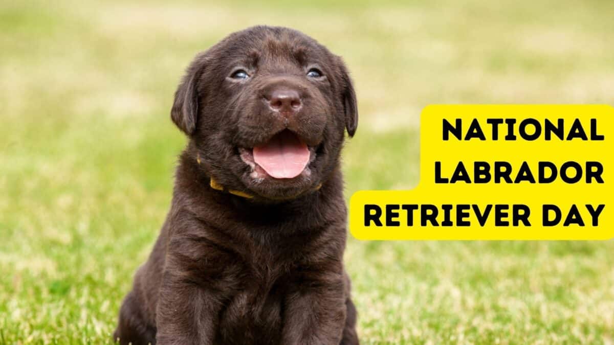 National Labrador Retriever Day