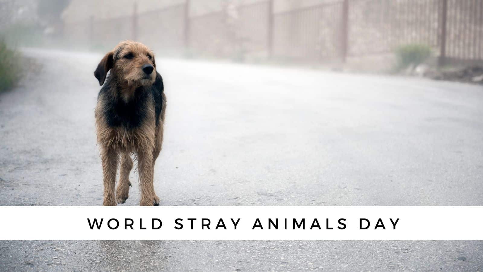 World Stray Animals Day