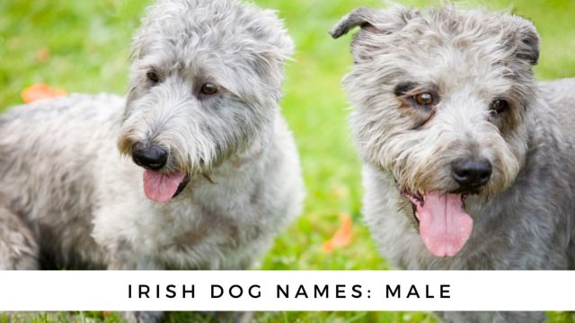350+ Irish Dog Names for Your New Lucky Charm