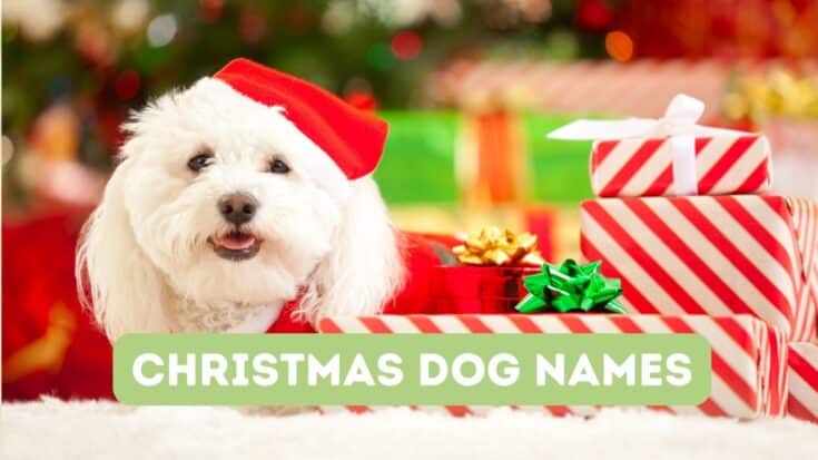 130+ Christmas Dog Names for Holiday Puppies! 130 Christmas Dog Names