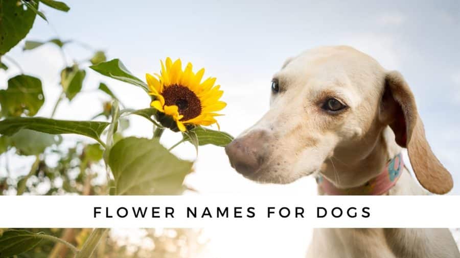 200 Flower Names For Dogs Your Dog s Birth Flower 200 Flower Names For Dogs Your Dog s Birth Flower