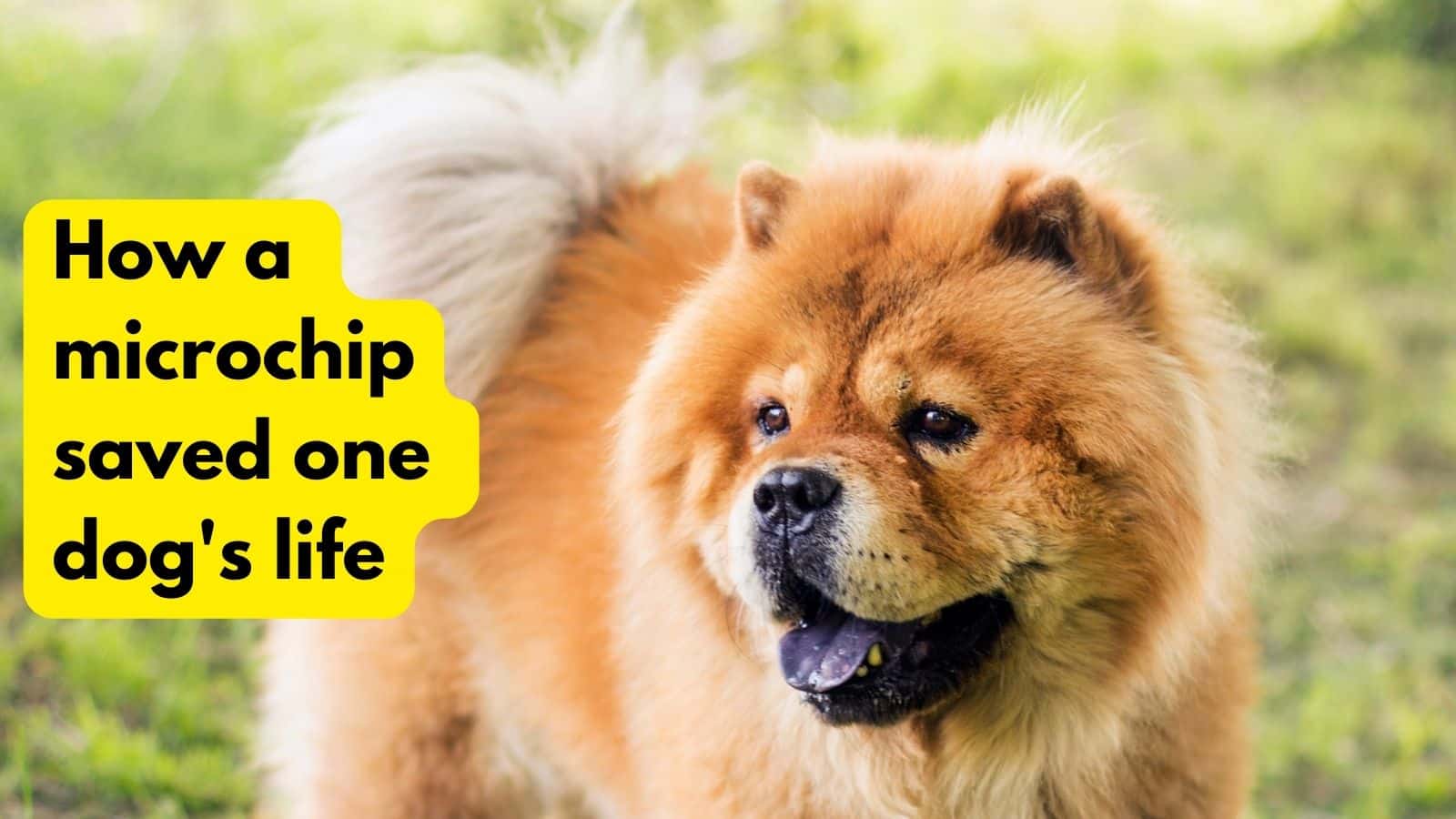 National Microchipping Month {How it might save your dog's life}