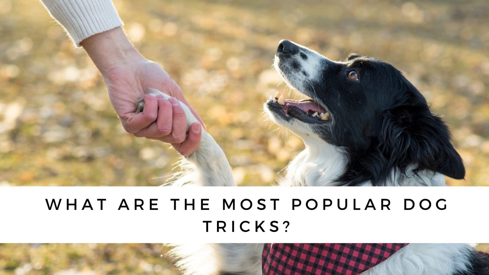 Which Dog Tricks Are Most Popular? {4 Most Searched for Tricks!}