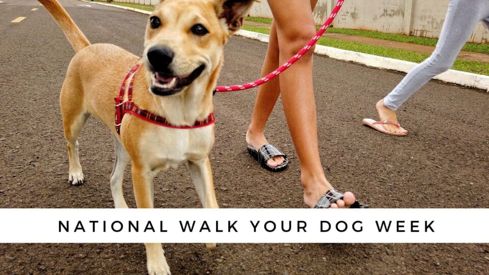 National Walk Your Dog Week - 5 Ways to Add More Fun to Your Dog Walk!