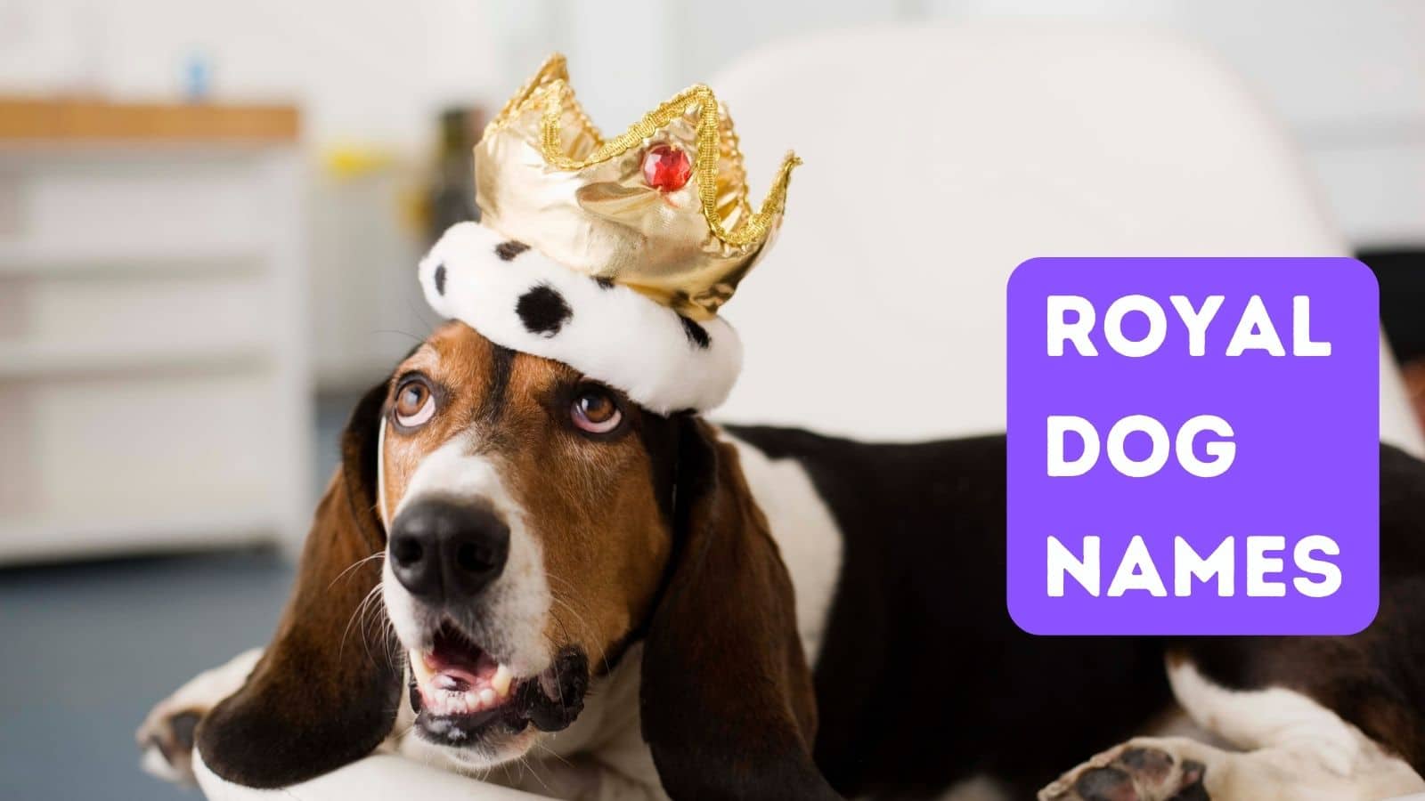 70+ Royal Dog Names for Your New Prince or Princess! 👑