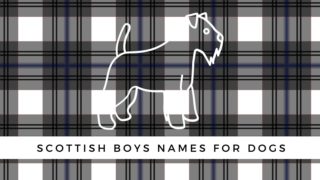 500+ Scottish Dog Names for Your Lad or Lass!