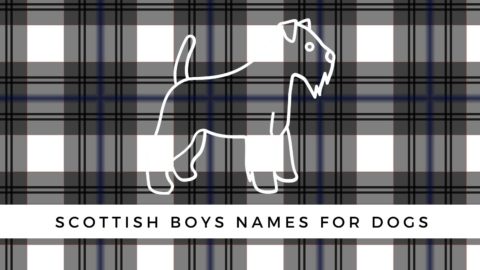 500+ Scottish Dog Names for Your Lad or Lass!
