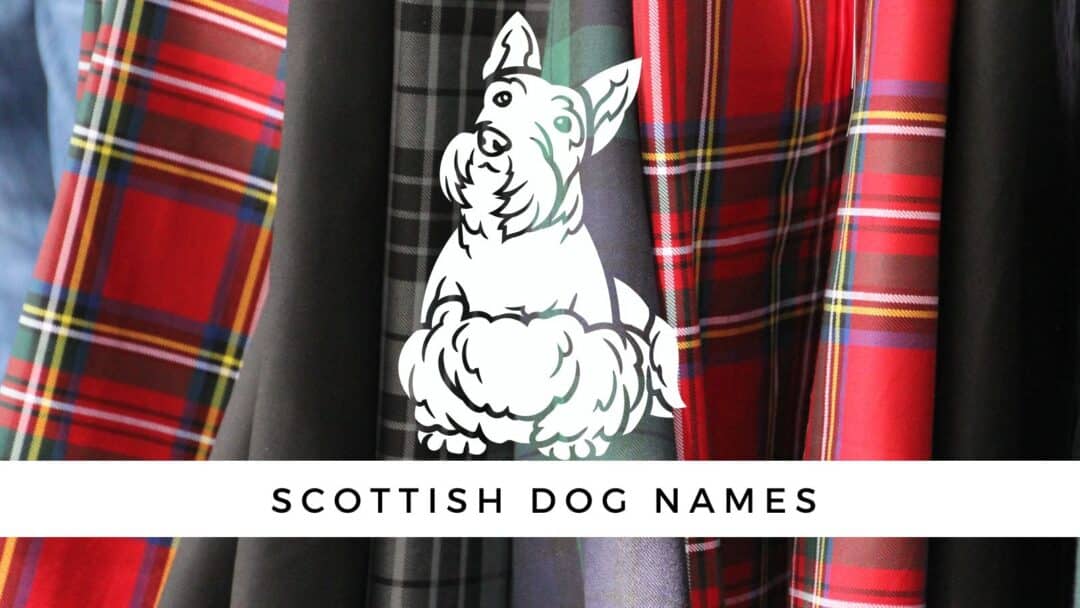 200 Scruffy Dog Names for Your Shaggy Puppy